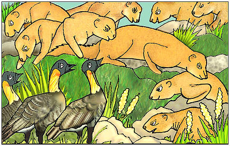 Environmental own goals: Invasive species | WWF