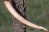 Wildlife authorities seize large ivory cache in Cameroon | WWF