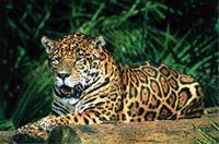 Legends and myths in the Juruena river region | WWF