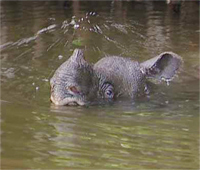 The secret life of the Javan rhino | WWF