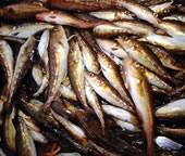 Red-letter day for North Sea cod | WWF