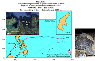 Saipan sea turtles an internationally shared resource | WWF