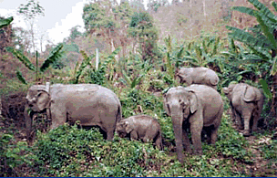 "Land of the 100 elephants" aims to keep that promise... | WWF