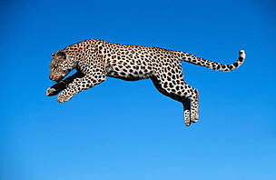 Asia Update: Leopard rescue in India | WWF