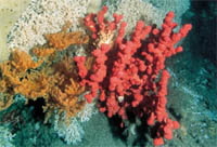 Scotland's coral reef finally saved | WWF