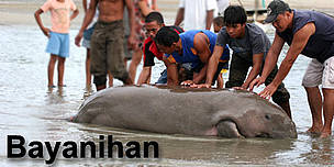 ‘Mermaid’ rescued in Philippines | WWF