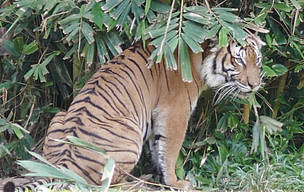 A chance encounter with a Malayan tiger | WWF