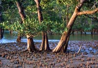 Up to 26 times more fish found on reefs near mangrove forests | WWF