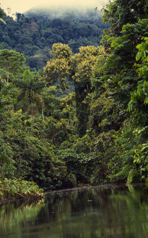 Driving Change in the Amazon | WWF