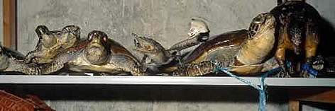 Threats to Africa's Marine Turtles | WWF