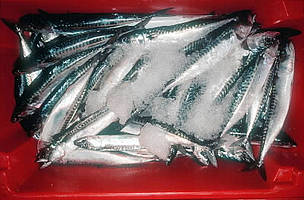 Survey: Europeans prefer responsibly sourced seafood | WWF