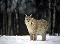 Norway’s lynx face extinction from hunters | WWF