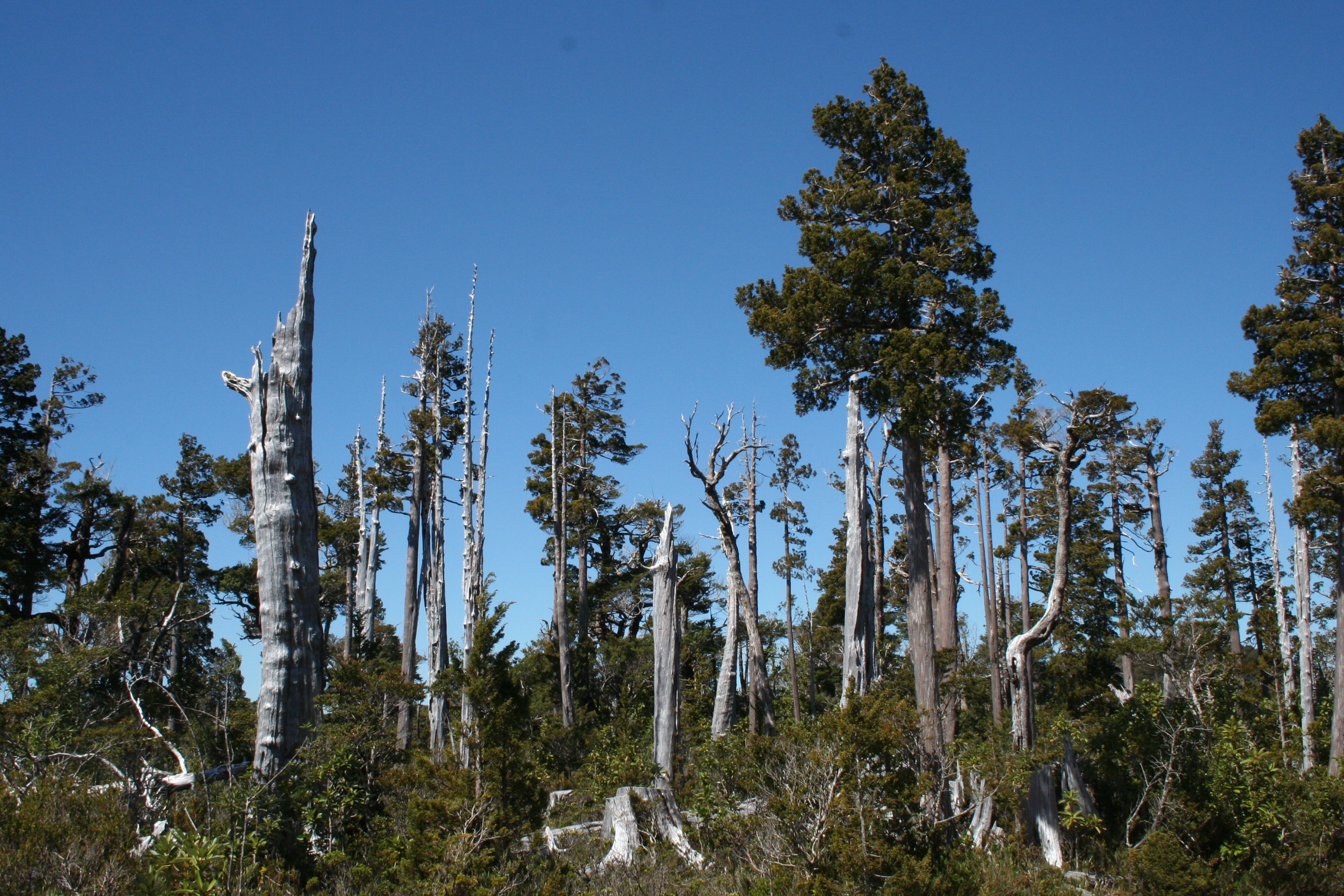 WWF te invita a apoyar a comunidades huilliche en la conservación del ...