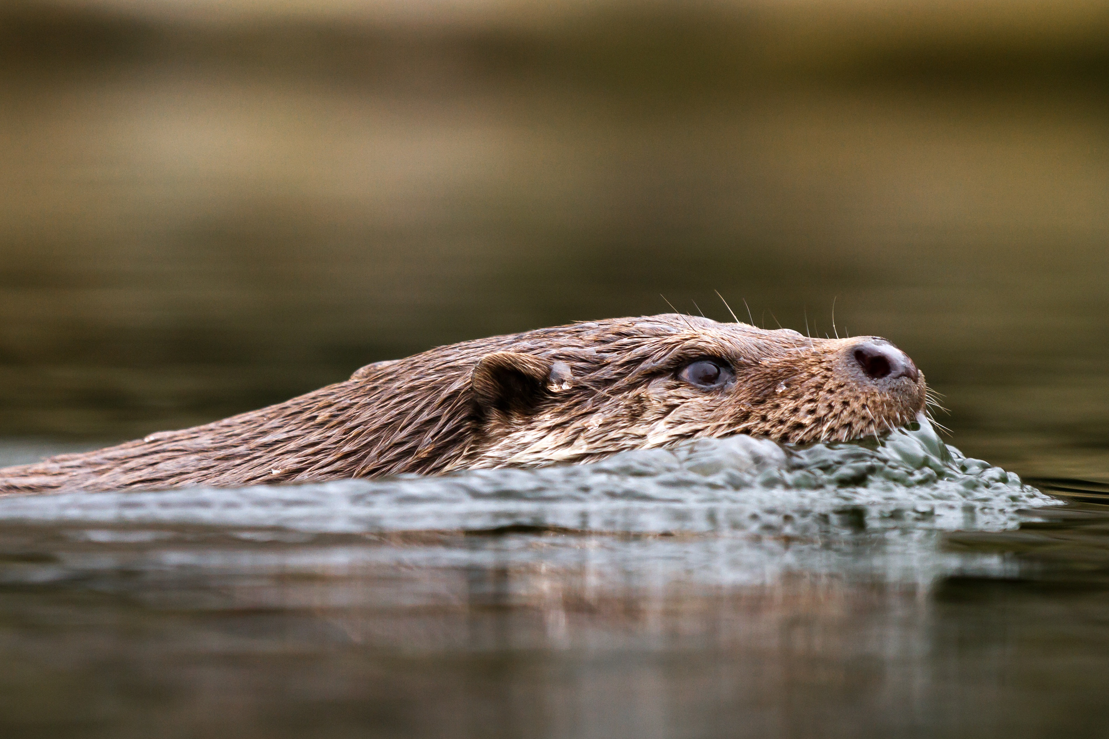 Southeast Asia's high appetite for pet otters supplied online | WWF
