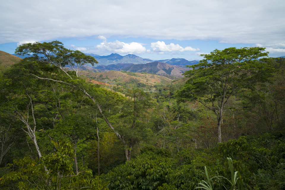 Forest, climate, reforestation : Madagascar in the headlines. | WWF