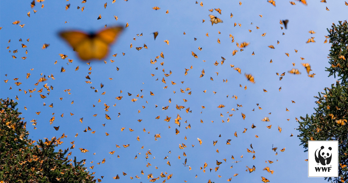 WWF en México | WWF