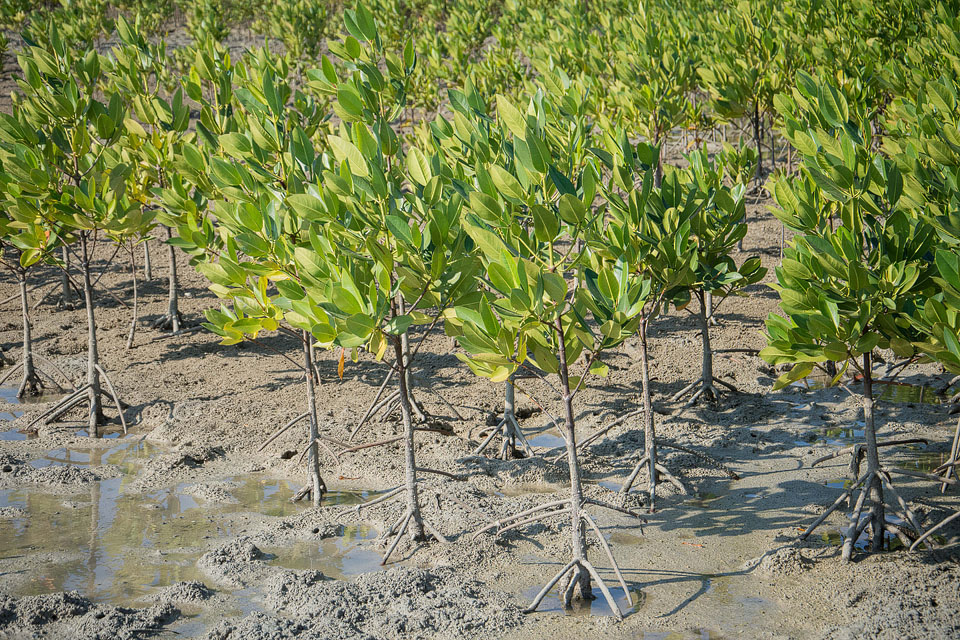 Mangroves are celebrating all over the West coast of Madagascar ! | WWF