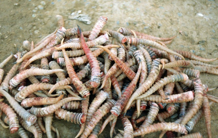 Traders of saiga horn are detained | WWF