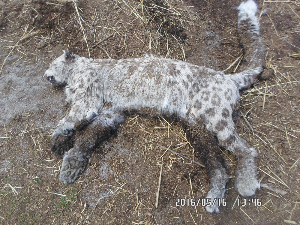 Snow leopard found dead | WWF