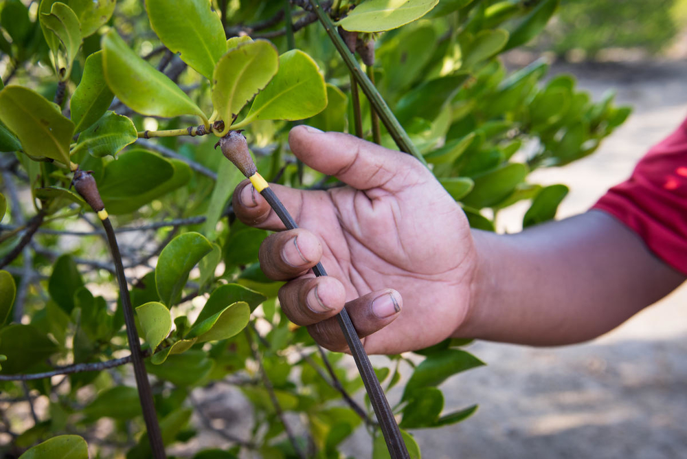 Nature must be centre of climate adaptation efforts | WWF