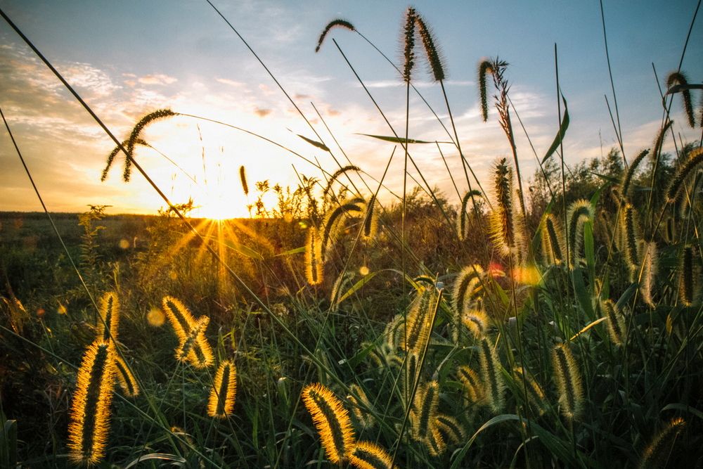 Earth Day 50 years on: Why the movement is needed more than ever | WWF