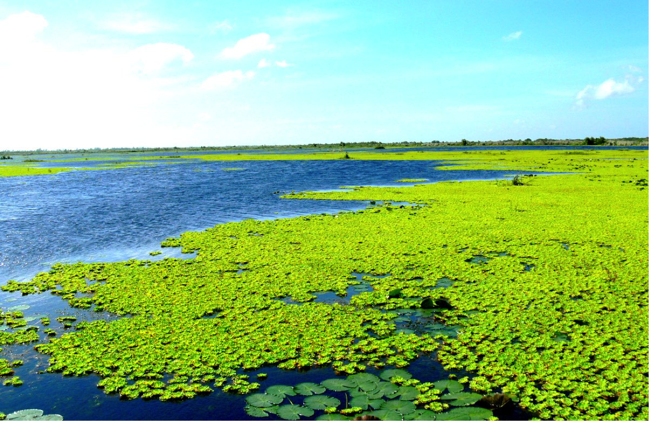 U Minh Thuong Becomes the World’s 2228th Ramsar Site | WWF