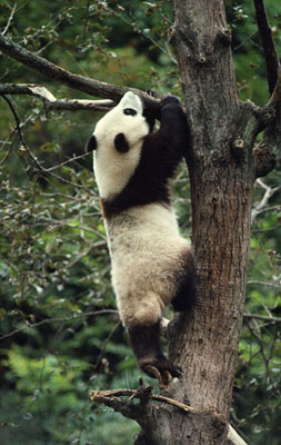 New giant panda reserves established | WWF