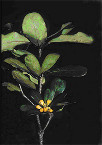 Extinct tree rediscovered | WWF