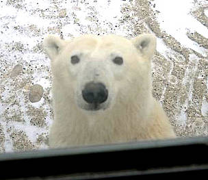 Polar bears sending a message to the world | WWF
