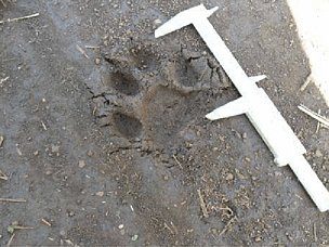 Puma en la Reserva San Rafael | WWF