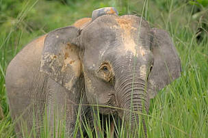 Satellite tracking reveals threats to Borneo pygmy elephants | WWF