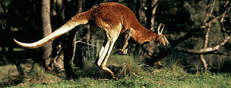 Red Kangaroo | WWF
