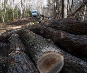 Threats to Tiger's Remaining Russian Frontier | WWF