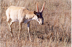 Kazakhstan "steppes" up protection of endangered antelope | WWF
