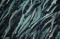 The rising tide of fish farming | WWF