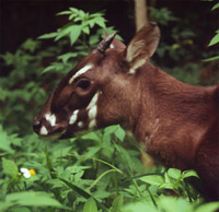 Eaten: one of the few-remaining saola | WWF