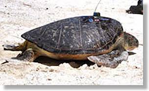 Turtle saved by radio show and satellite tag reading ‘save me, don’t ...