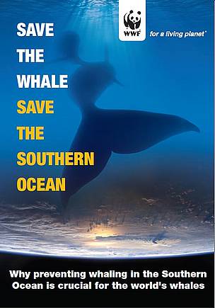 Save the Whale, Save the Southern Ocean | WWF