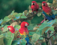 Historic challenge to proposed dam in Belize | WWF