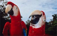 UK Privy Council rules against challenge to proposed dam in Belize | WWF