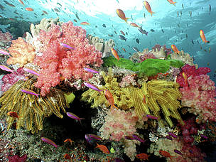 WWF launches MyCoralTriangle campaign | WWF