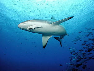 New programme aims to protect Pacific sharks and preserve cultural ...