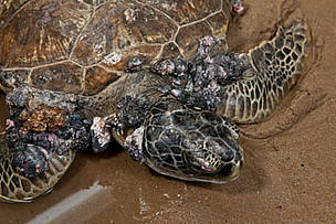 Australia: Sick turtle appeal | WWF
