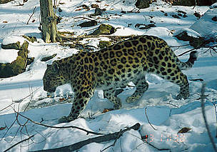New footage reveals family life of elusive Amur leopard | WWF
