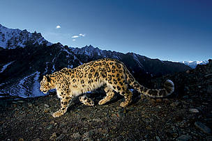 New research in Nepal marks a step forwards for snow leopard ...