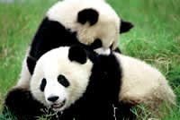 Panda habitat extended in central China | WWF