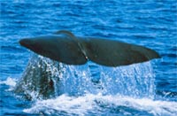 Sad day for the whales | WWF