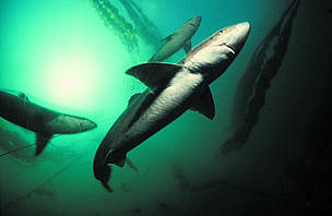 Battered sharks get critical listing | WWF