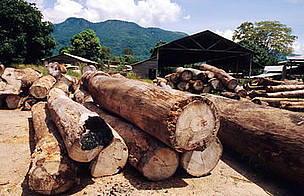 Tanzania's disappearing timber revenue | WWF