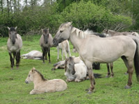 Return of the tarpan | WWF